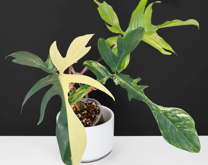 Philodendron Florida Beauty Variegated - Exact Plant; Large, Mature ...