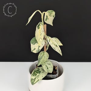 Scindapsus Salamount; Variegated Scindapsus Pictus Dark Cloud Salamount ...