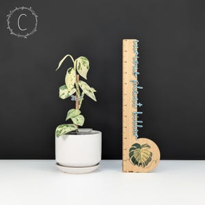 Scindapsus Salamount; Variegated Scindapsus Pictus Dark Cloud Salamount ...