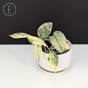 Scindapsus Salamount; Variegated Scindapsus Pictus Dark Cloud Salamount ...