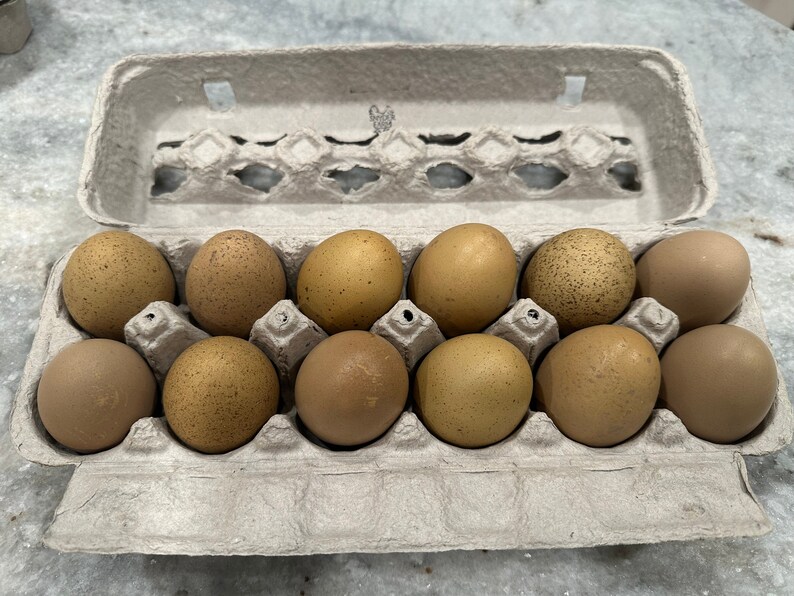 12 UNWASHED OLIVE EGGERS Eggs F2 - Etsy