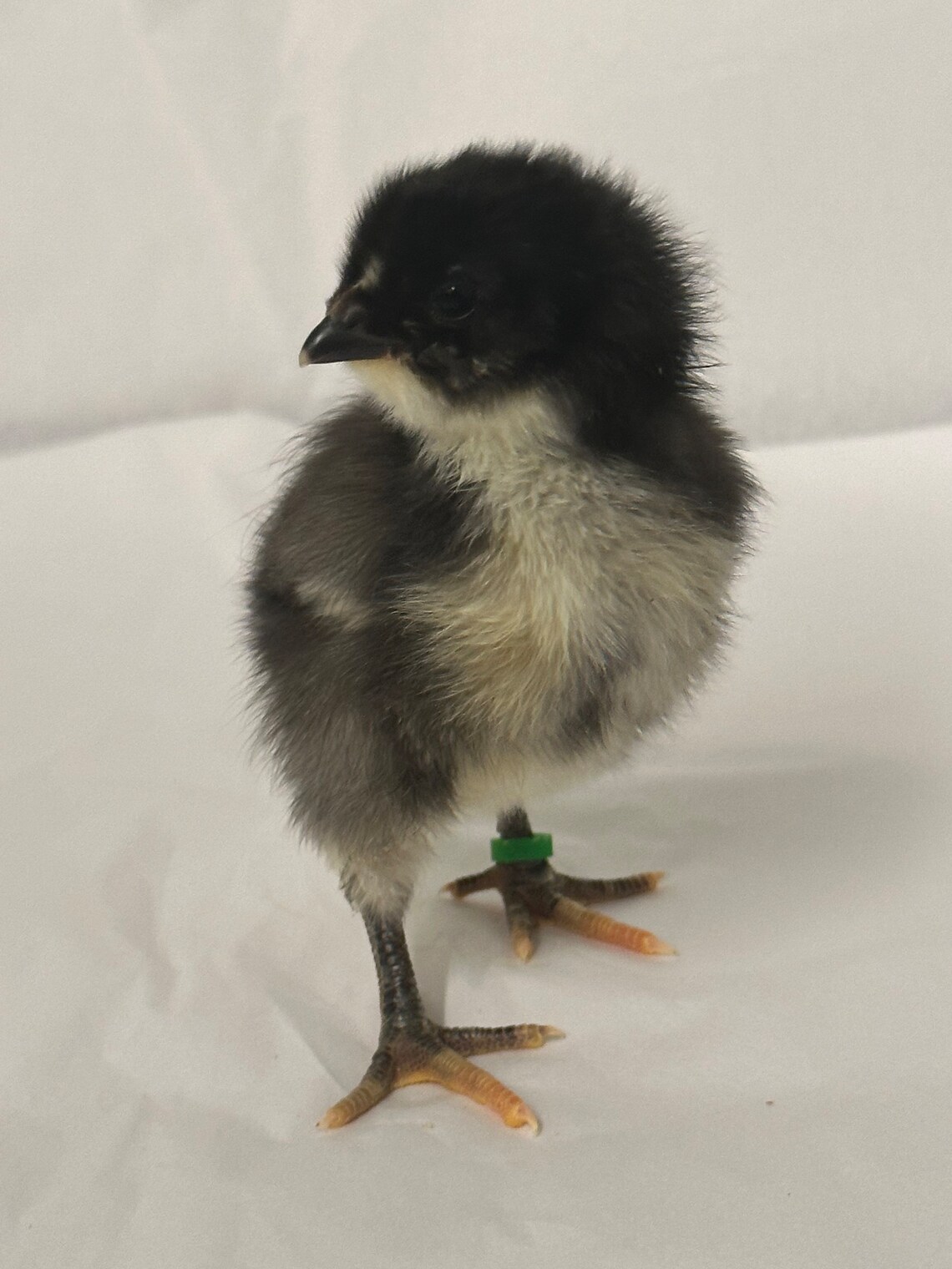 12 UNWASHED OLIVE EGGERS Eggs F2 - Etsy