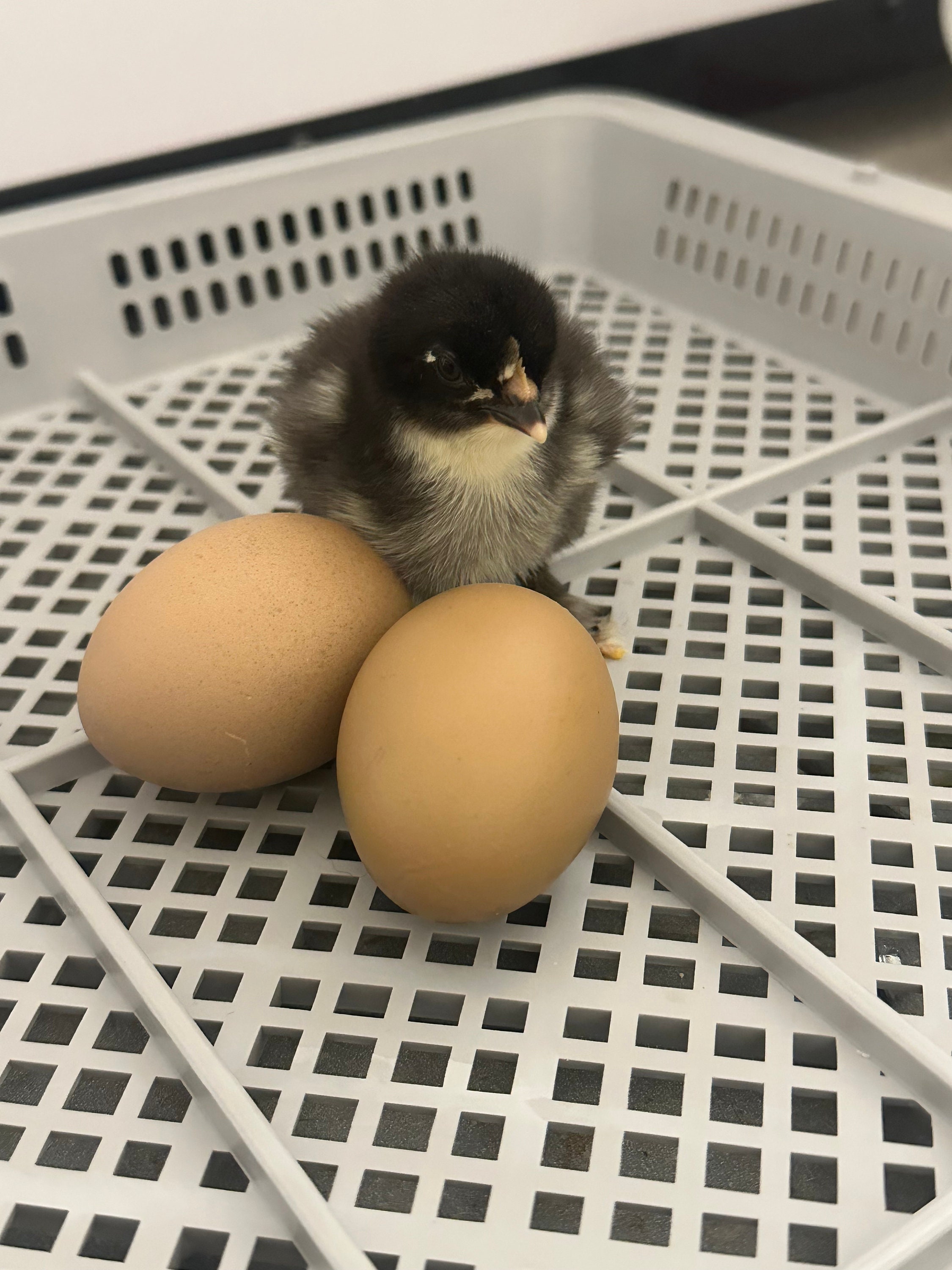 12 UNWASHED OLIVE EGGERS Eggs F2 - Etsy