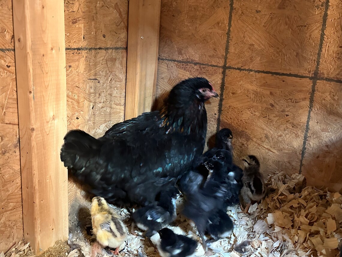 12 UNWASHED OLIVE EGGERS Eggs F2 - Etsy