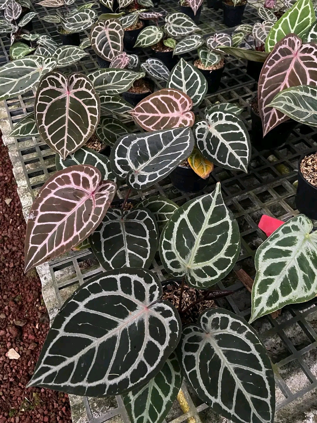 Anthurium Mistique X Red Crystallinum NSE - Etsy