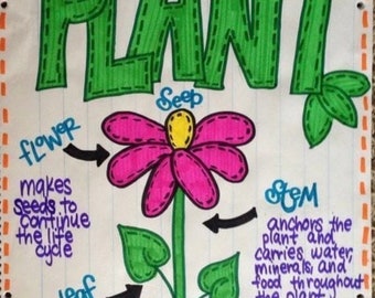 Parts of a Plant Anchor Chart - Etsy