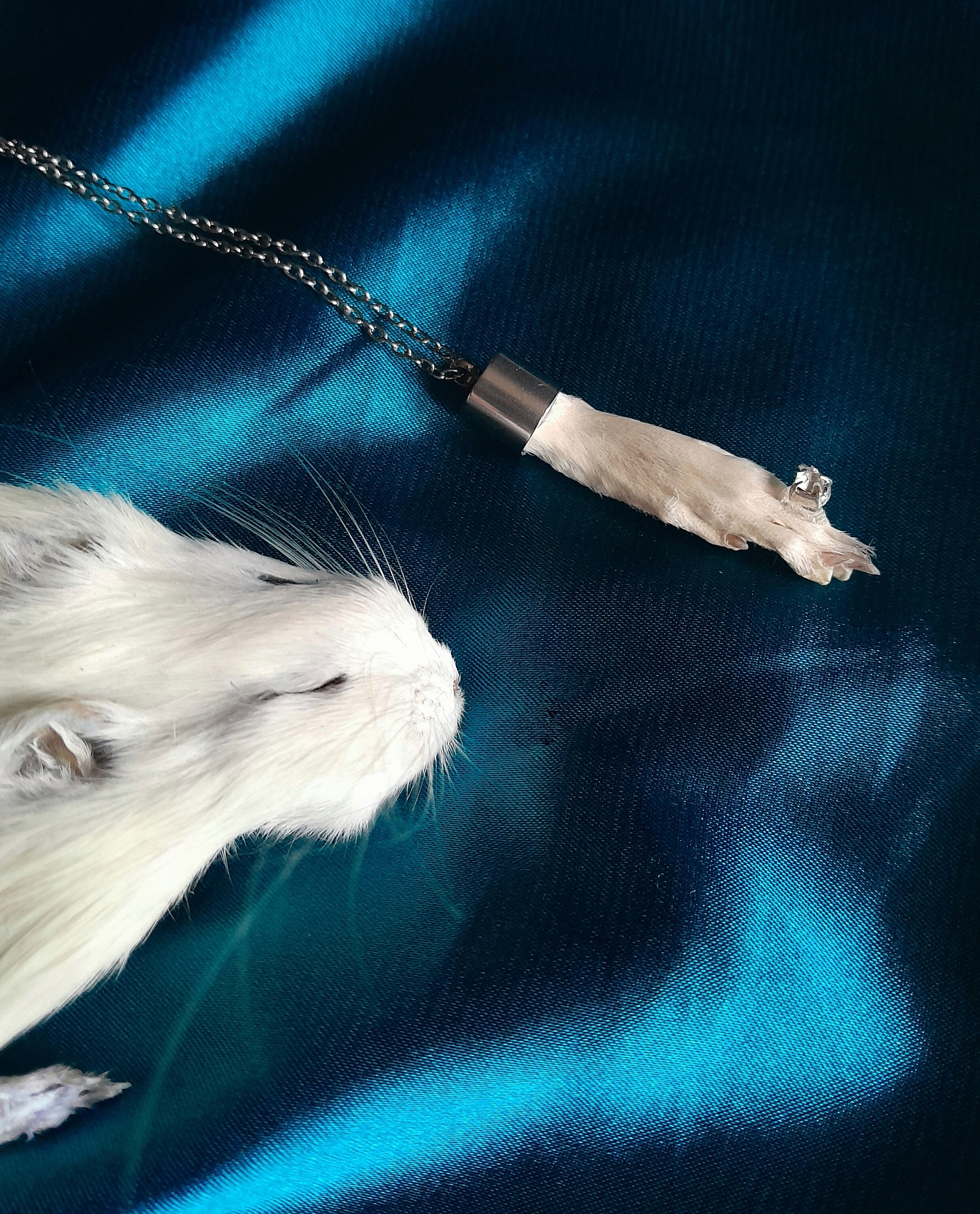 Real Taxidermy Preserved Rat Paw Necklace - Etsy