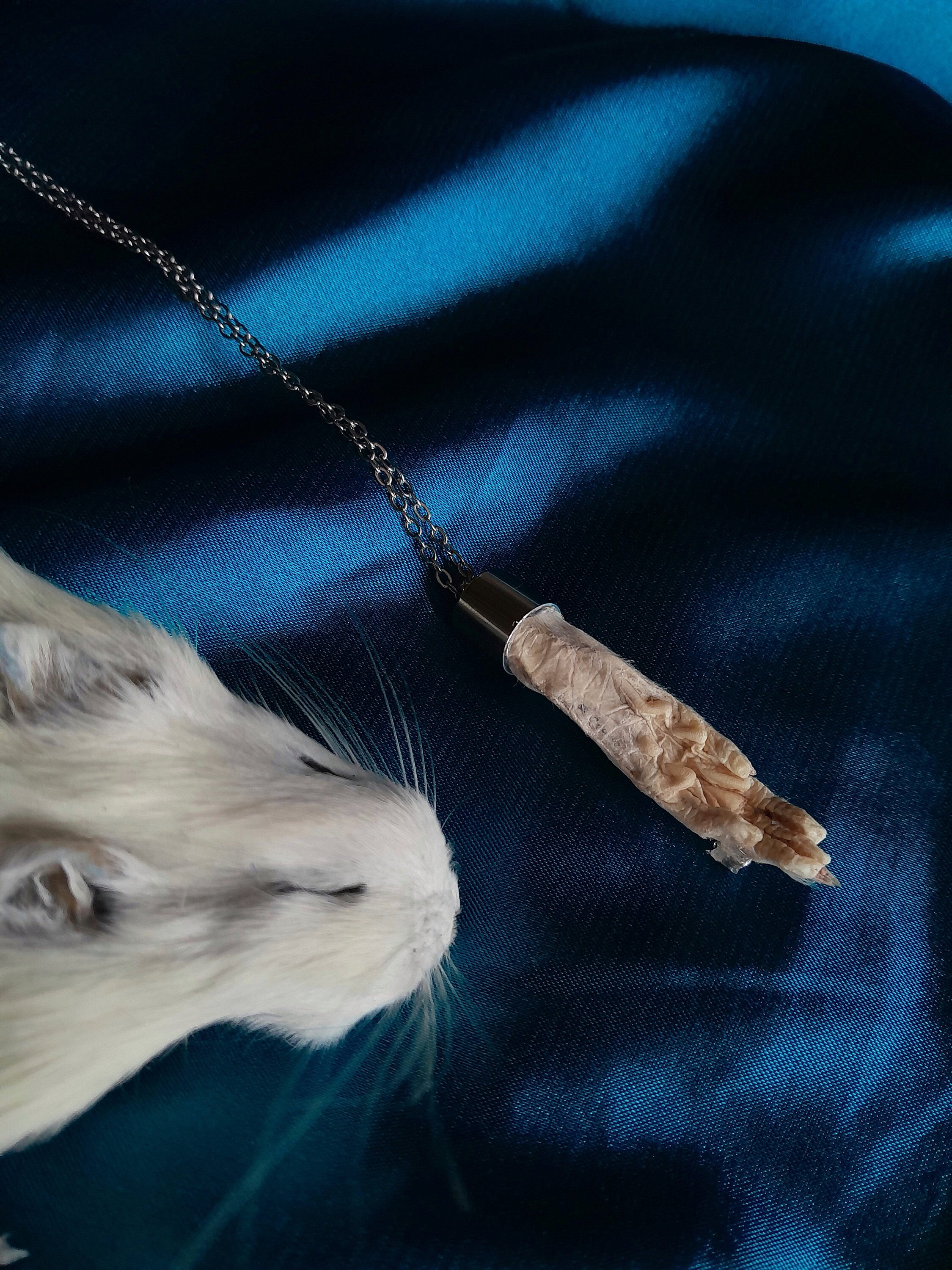 Real Taxidermy Preserved Rat Paw Necklace - Etsy
