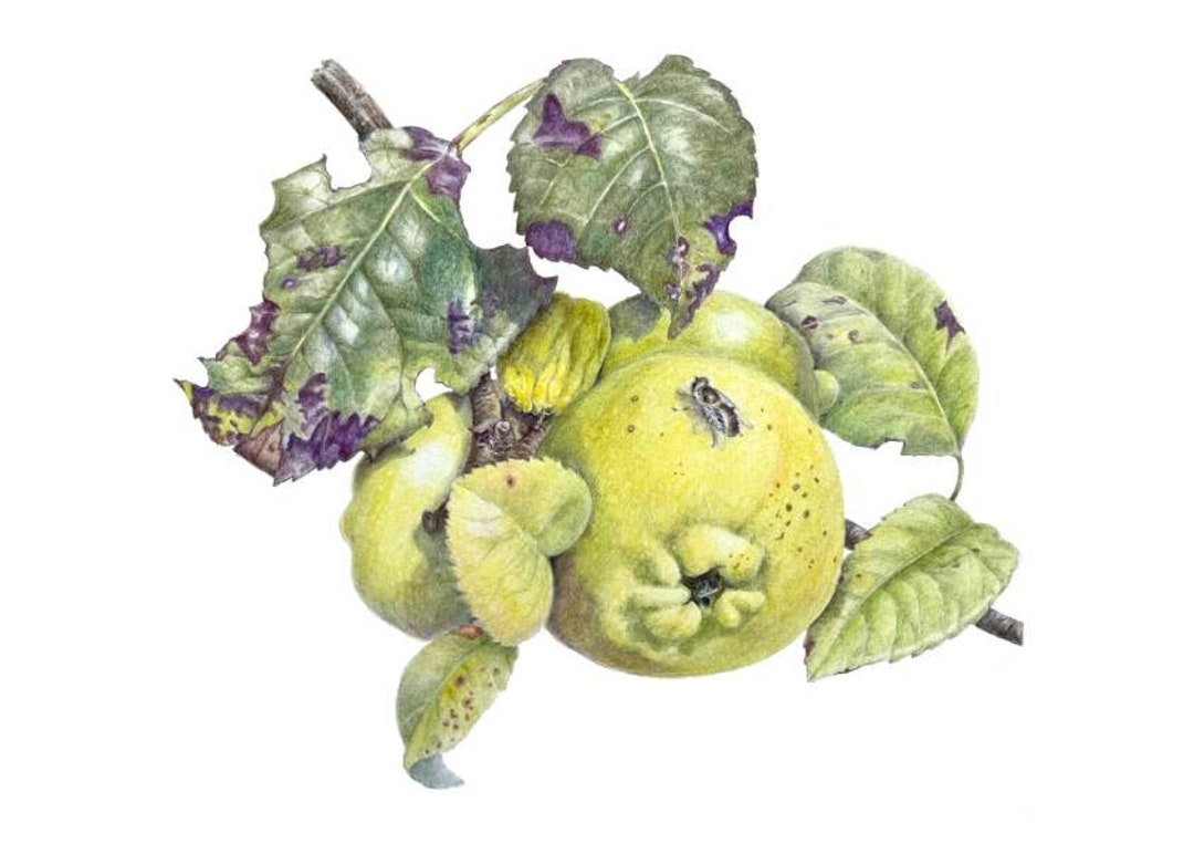 A Summer Quince Fruit With an Insect Visitor. Botanical Print From an ...