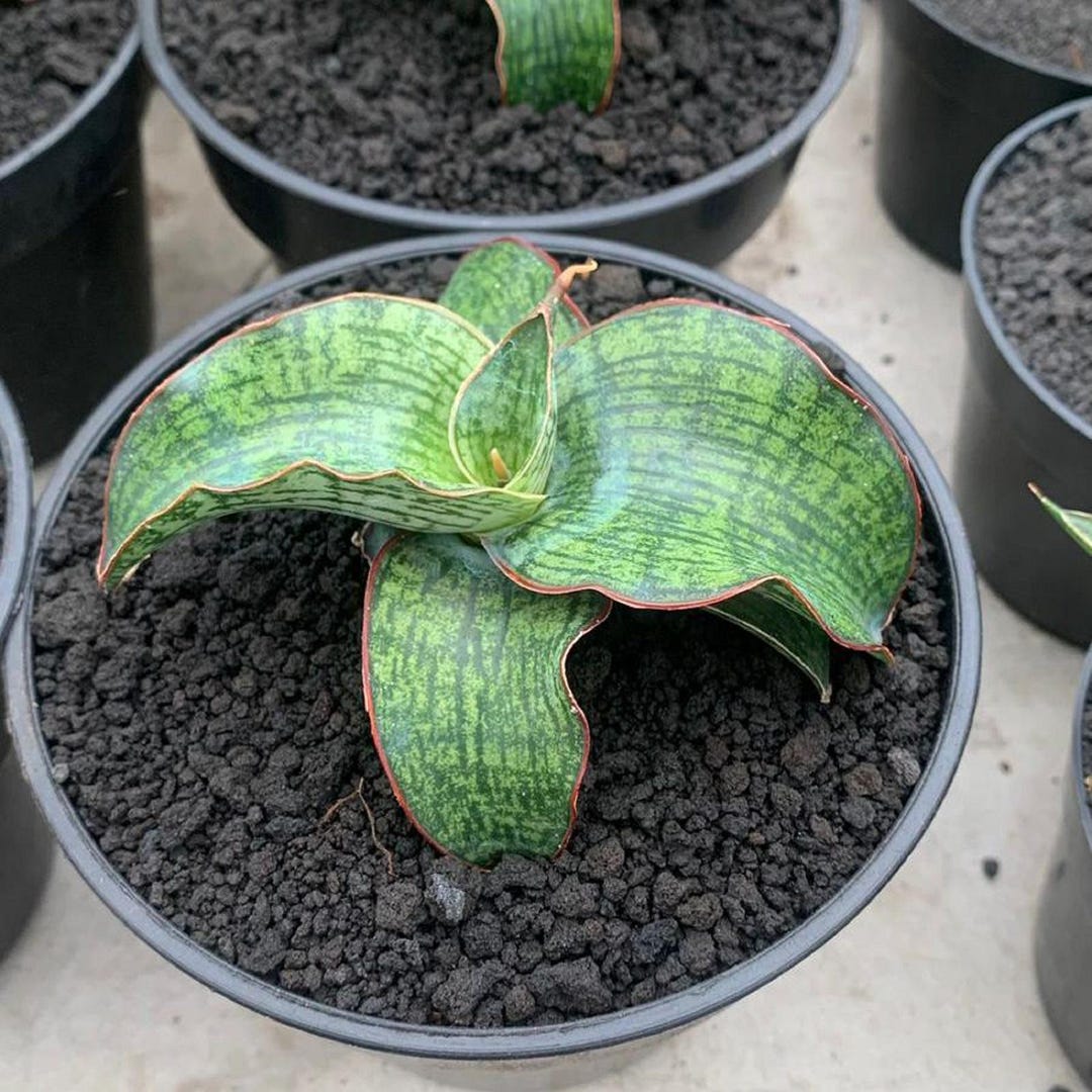 Sansevieria Hybrid Bianca Rare Uniqe Snake Plant Free PHYTOSANITARY - Etsy