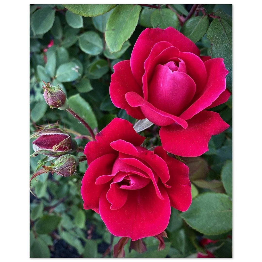 Pair of Roses Roses Print, Fine Art Photograph, Macro Photo ...