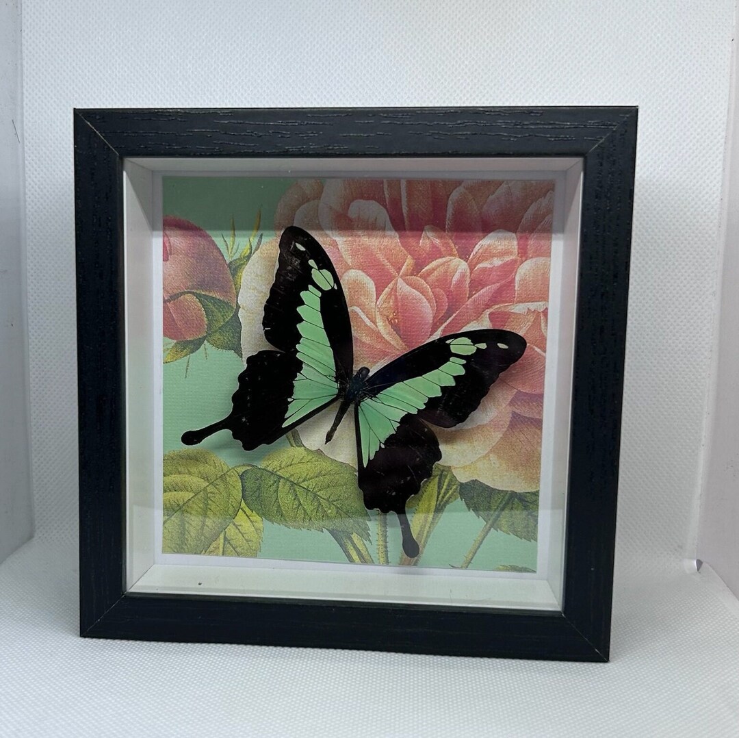 Real Framed Papilio Phorcas Green Swallowtail - Etsy