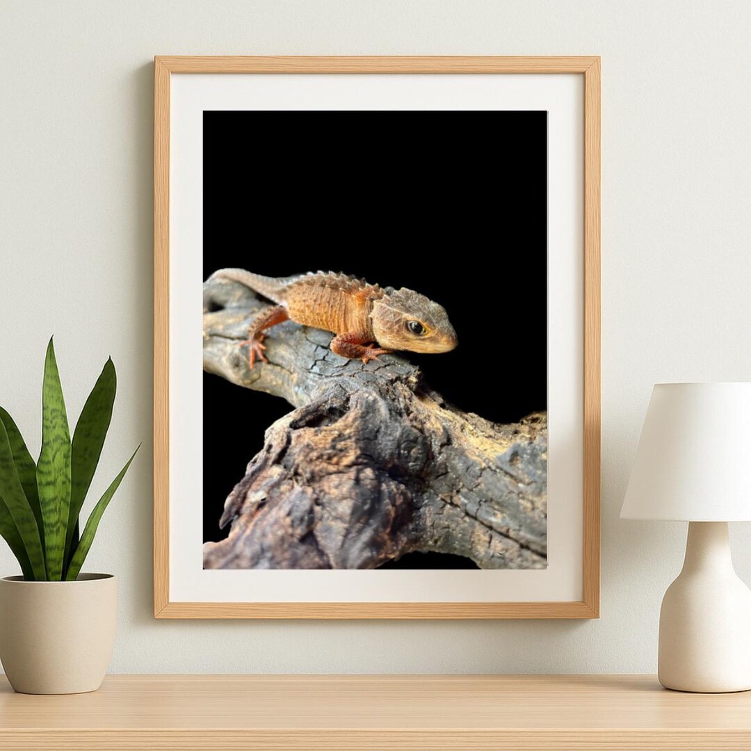Crocodile Skink Photo Print | Exotic Reptile Wall Art | Dark Background ...