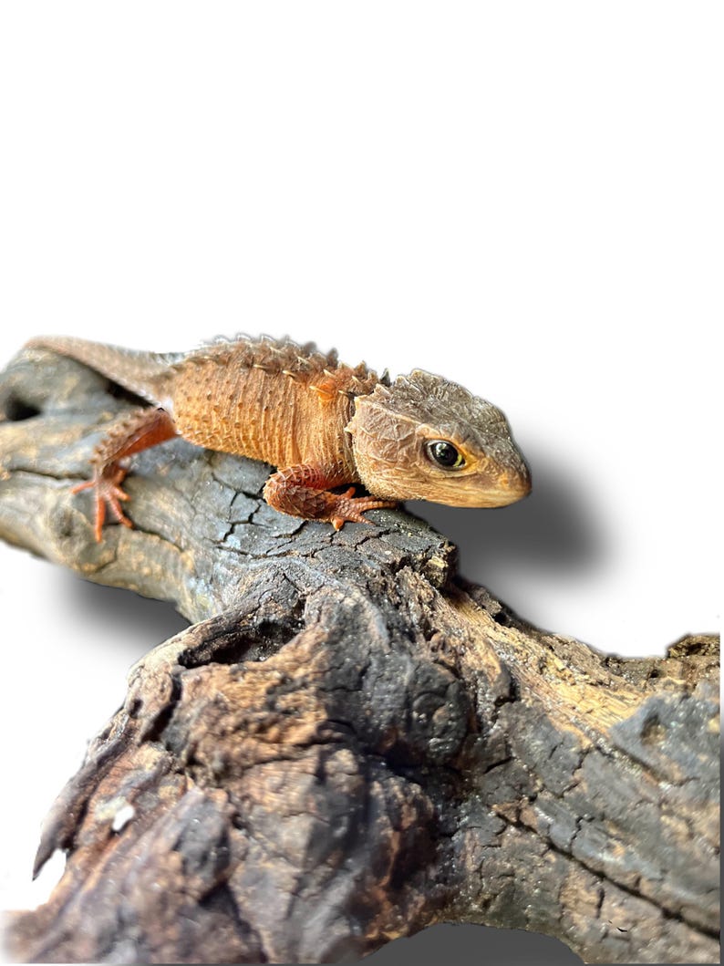 Crocodile Skink Photo Print | Exotic Reptile Wall Art | Dark Background ...