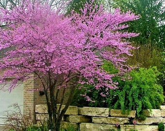 Eastern Redbud Tree! - Etsy