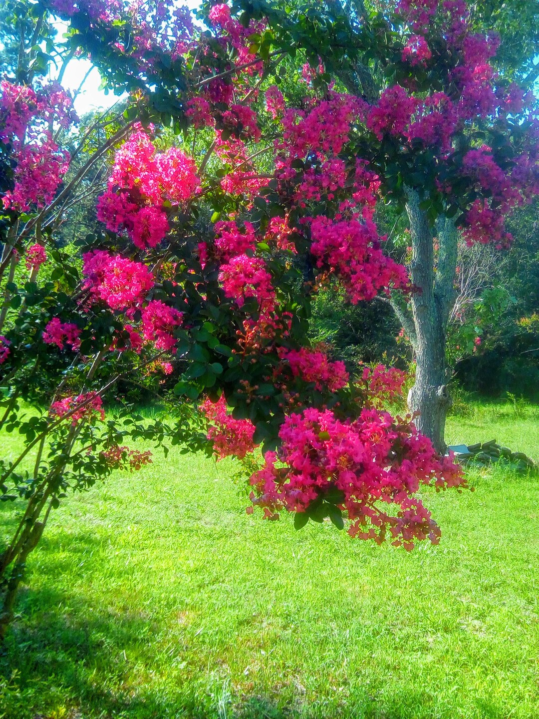 Crape Myrtle Pink Perfection! Vibrant Bare Root Live Tree (2-3 Ft Tall ...