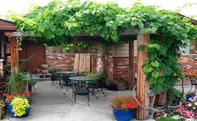 Concord Grape Bushes (1-3 Feet Tall, Bare Root) Organic / American ...
