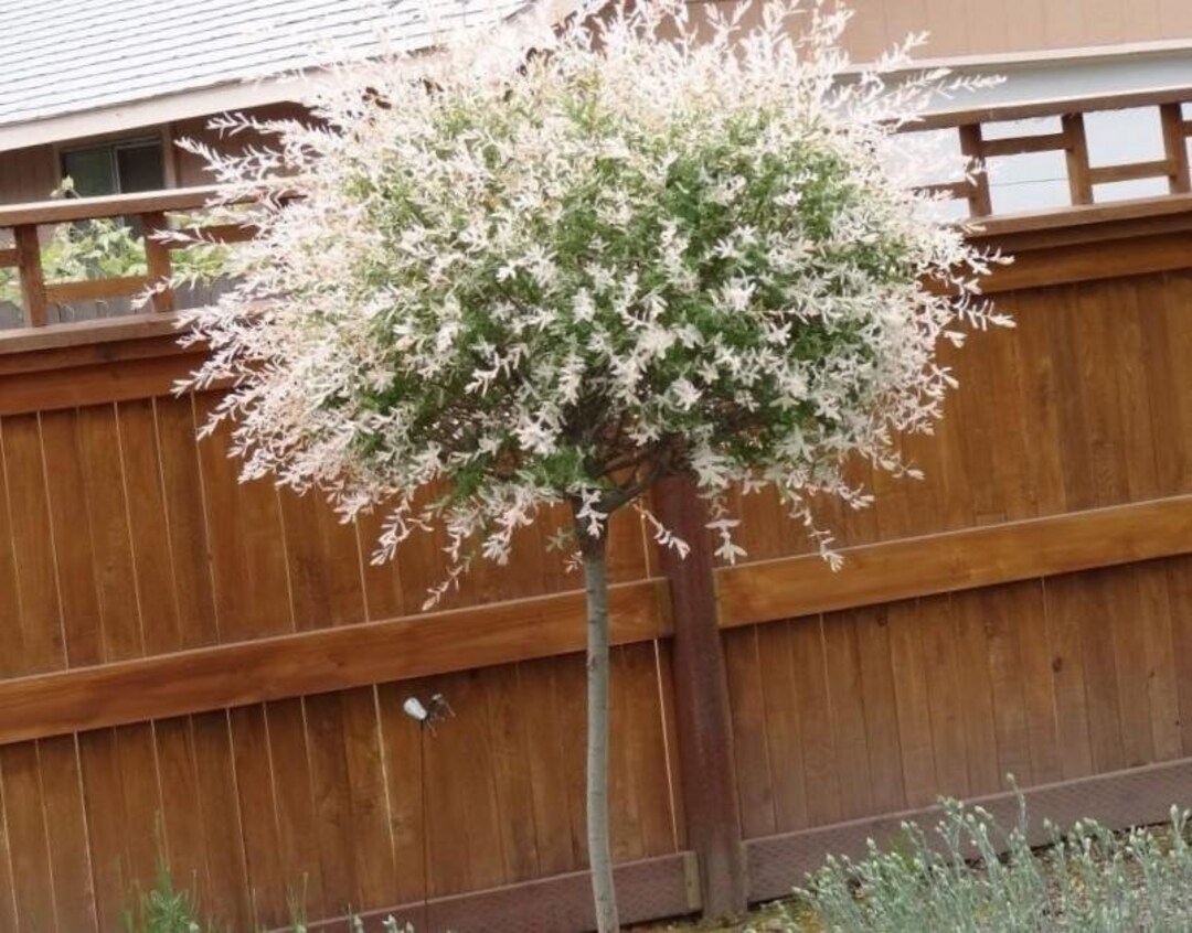 6 six Fresh Cuttings Dappled Willow Tree hakuro Nishiki Easy to Root ...