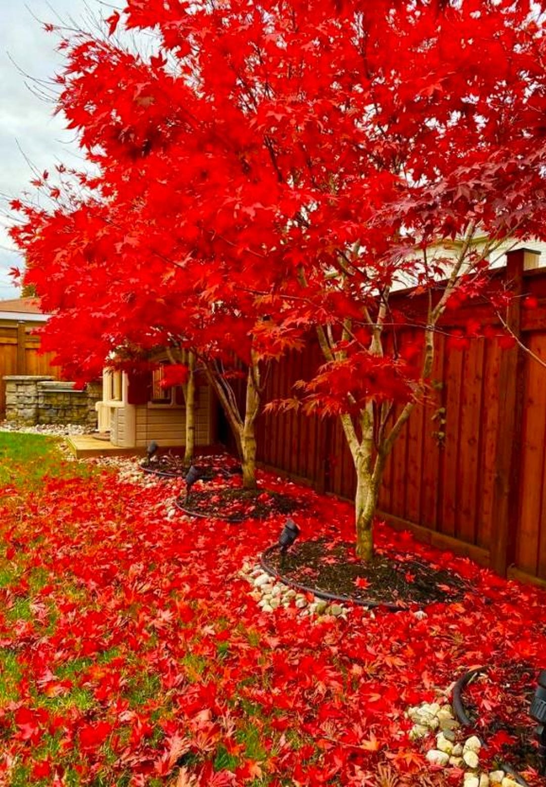2 (two) Sweet Gum Trees (2-3 Tall, Bare Root) Liquidambar Styraciflua ...