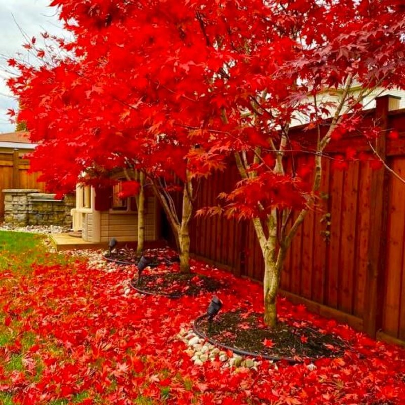 Yellow and Red Leaf Trees - Etsy