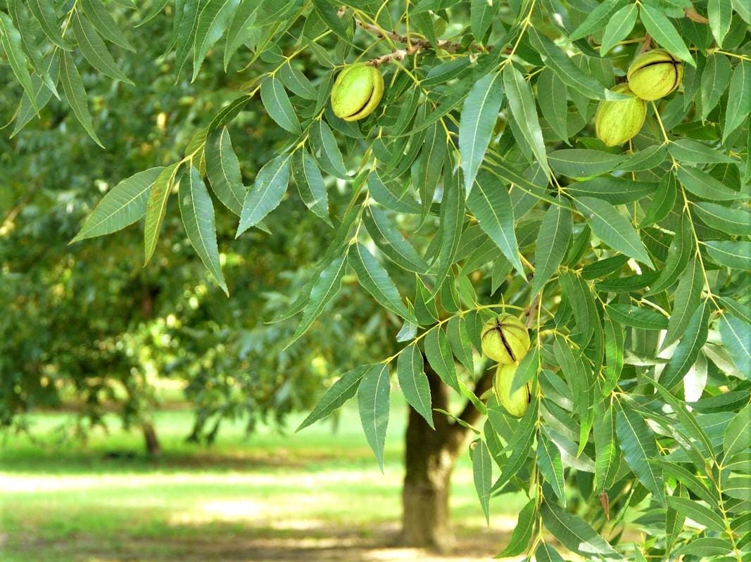 Hardy Pecan Tree (live Plant 1-2 Feet Tall, Bare Root) Large and Tasty ...