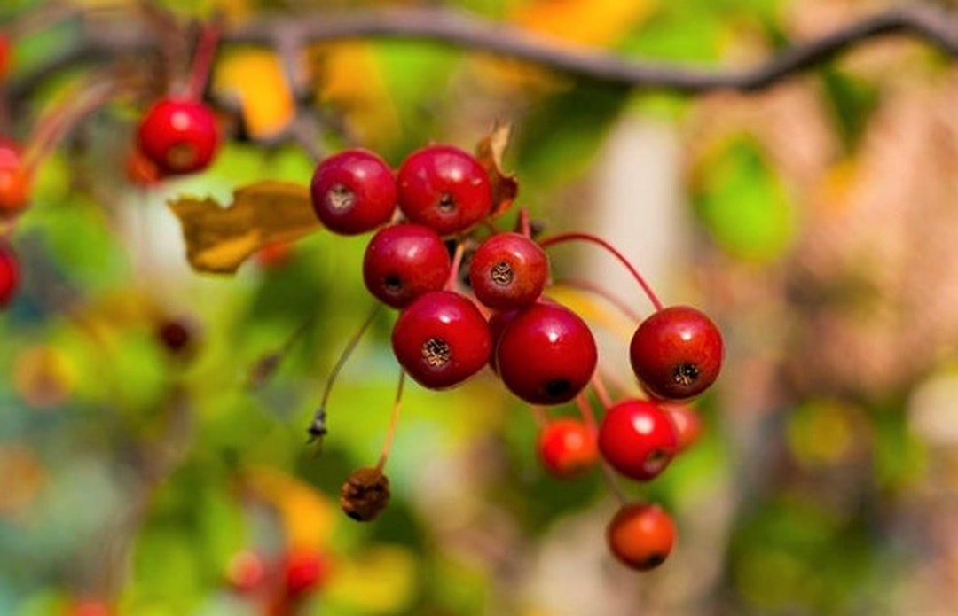 2 two Hackberry Tree live Trees 3-4 Feet Tall, Bare Root - Etsy