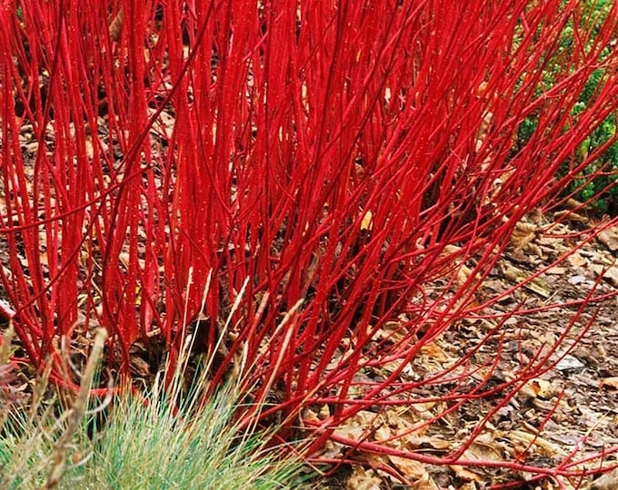 6 (six) Fresh Cuttings Dogwood Red Osier (cornus Sericea) 6-9 Inch Long ...