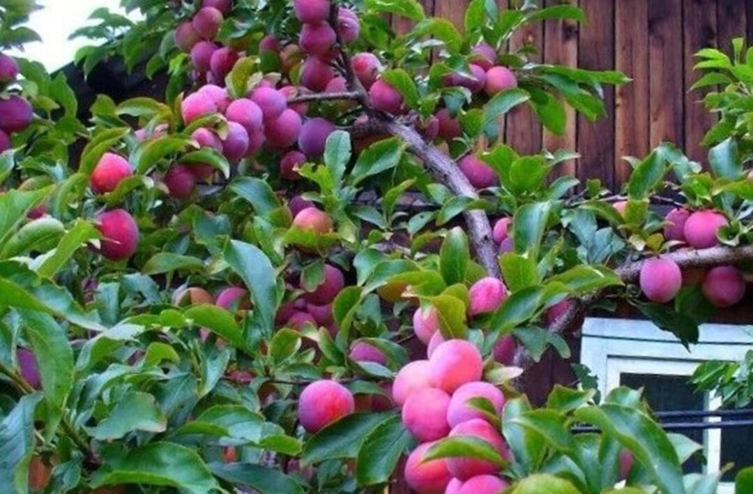 Dwarf Plum Tree 12 Seeds (prunus Maritima) Fruit Tree - Etsy