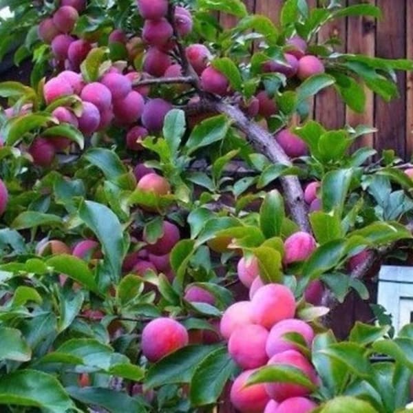 Dwarf Fruit Tree - Etsy