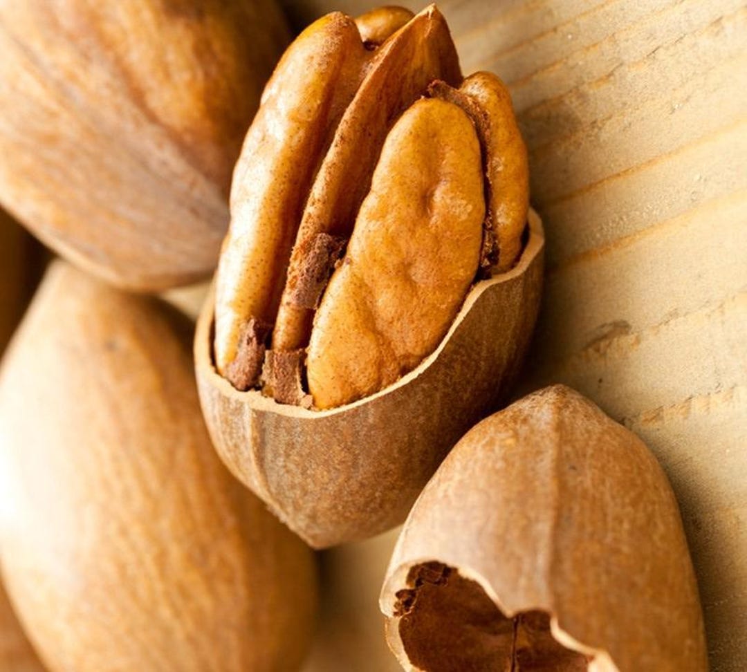 Hardy Pecan Tree (live Plant 1-2 Feet Tall, Bare Root) Large and Tasty ...