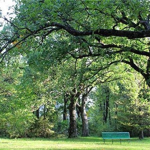 Black Oak Tree (quercus Nigra) Live Tree 1-3 Feet Tall, Bare Root ...