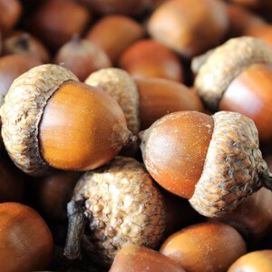 Black Oak Tree (quercus Nigra) Live Tree 1-3 Feet Tall, Bare Root ...