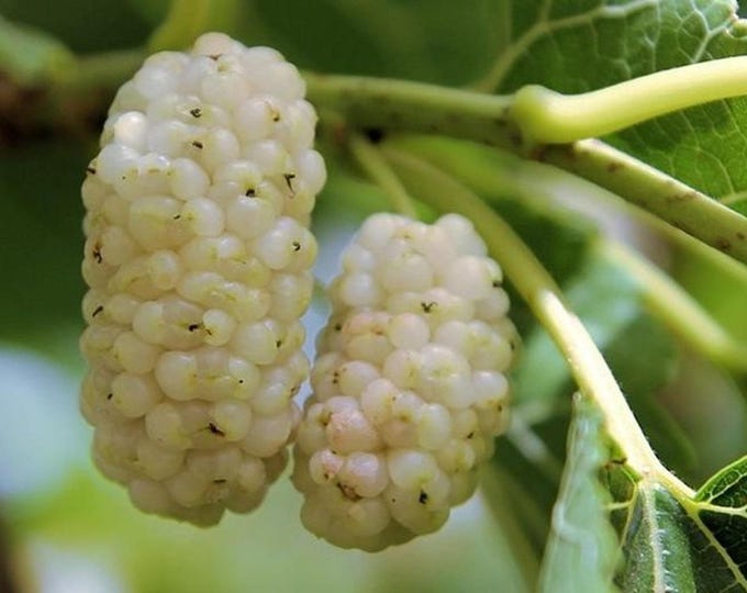6 ( Six) Cuttings White Mulberry Tree - Easy & Fast Growing Fruit Tree ...