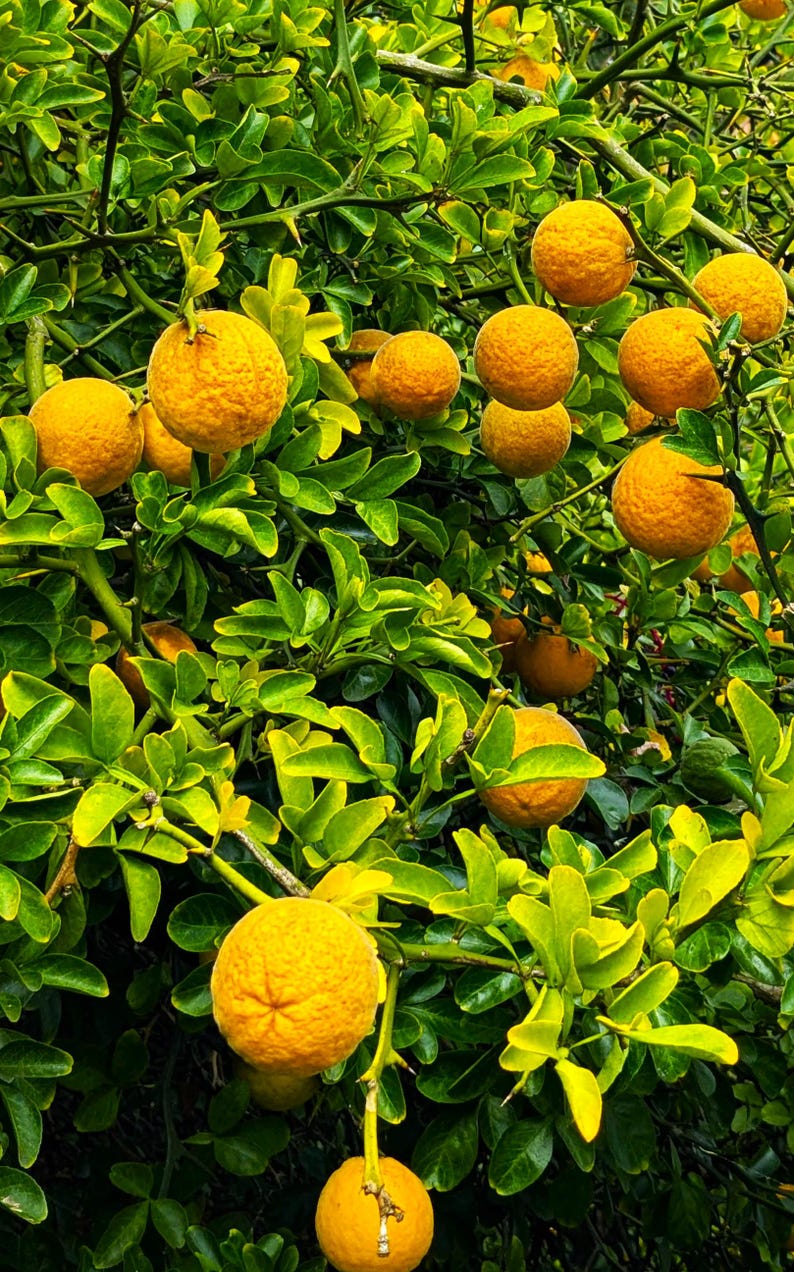 5 (five) Hardy Orange Live Trees Seedlings (3-7 Inches Tall, Bare Root ...
