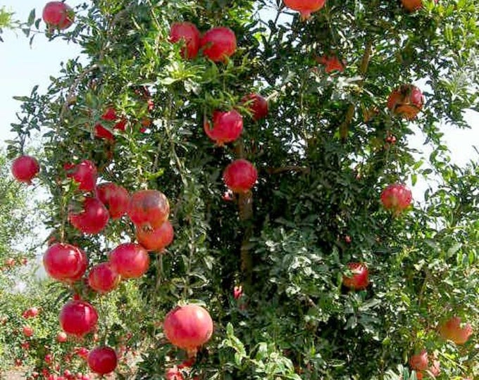 Russian Cold Hardy Pomegranate (26"-36" Tall, Bare Root) Fast Growth ...