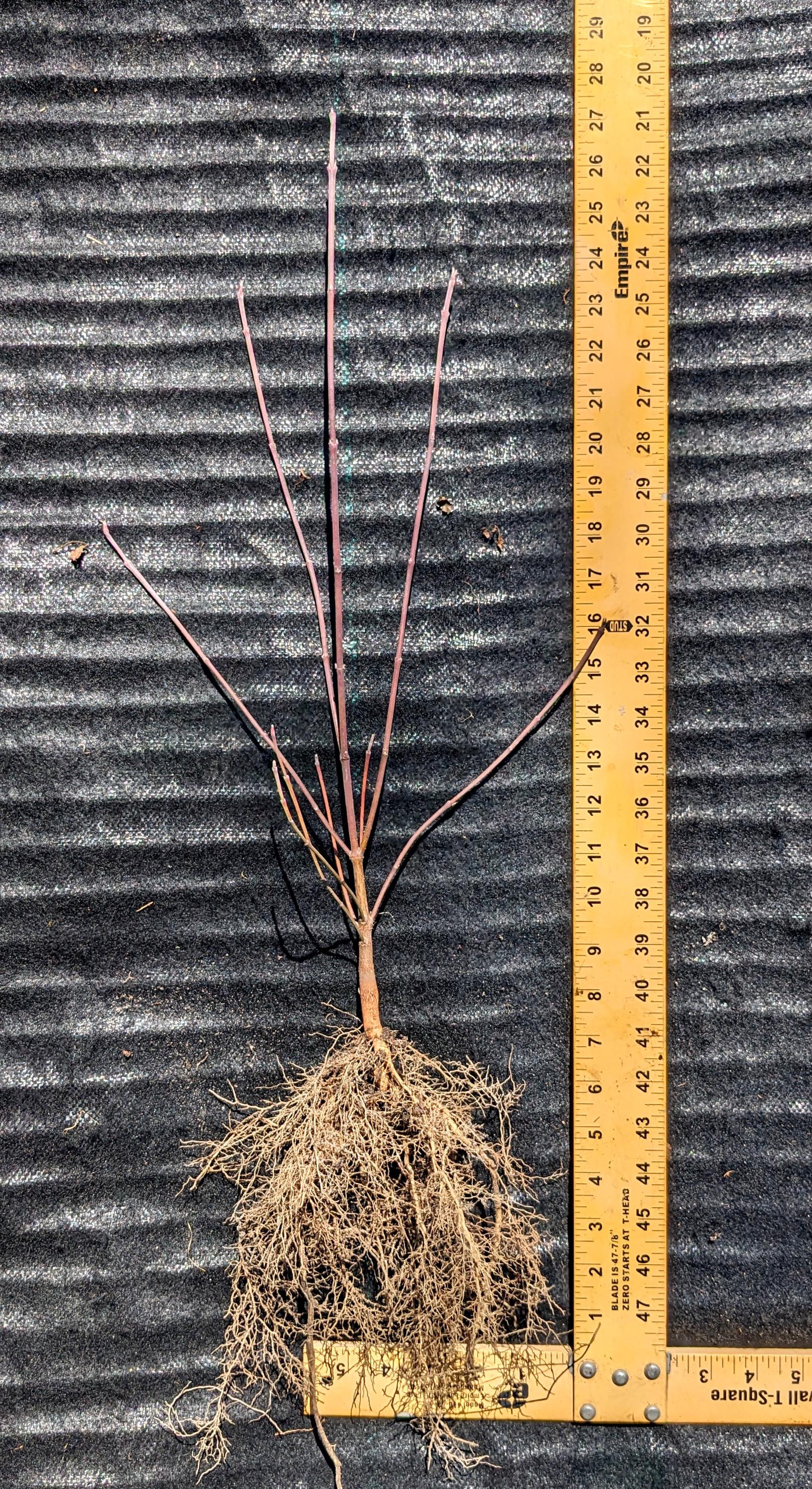 White Flowering Dogwood Tree (3-4 Feet Tall, Live Tree, Bare Root) Fast ...