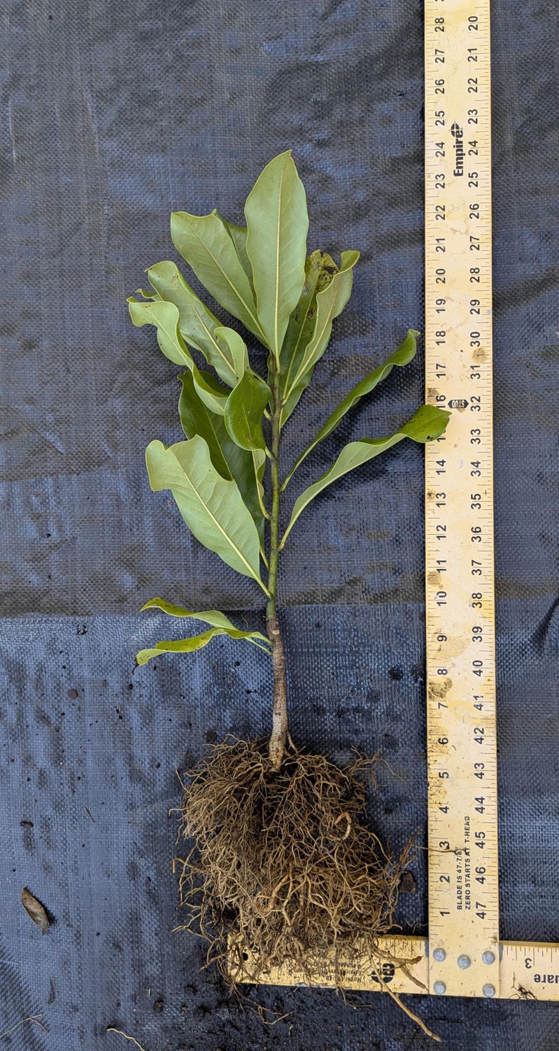 Evergreen Southern Magnolia Tree 20-20 Inch Tall, Bare Root Grandifolia ...