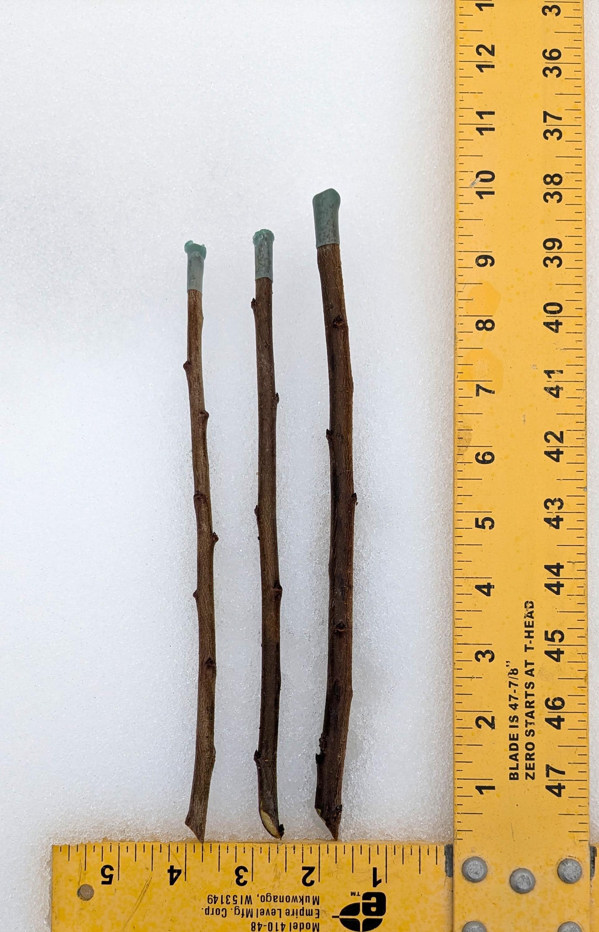 Blue Damson Plum (3 Fresh Cuttings Scions 8-11 Inches Long) for Rooting ...
