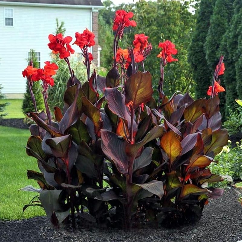 Canna Bulbs - Etsy