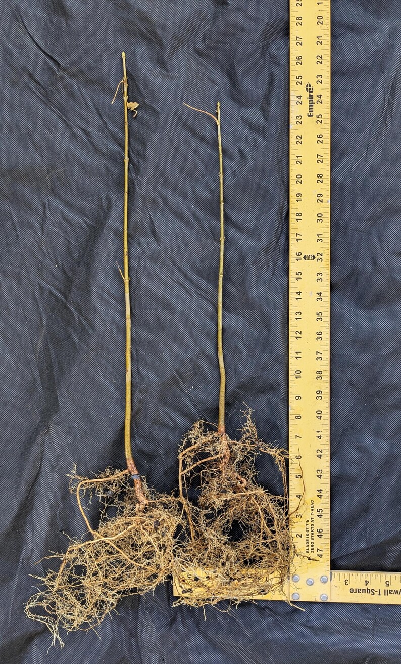 2 (two) Majestic Sycamore Maples - the Acer Pseudoplatanus (1-2 Feet ...