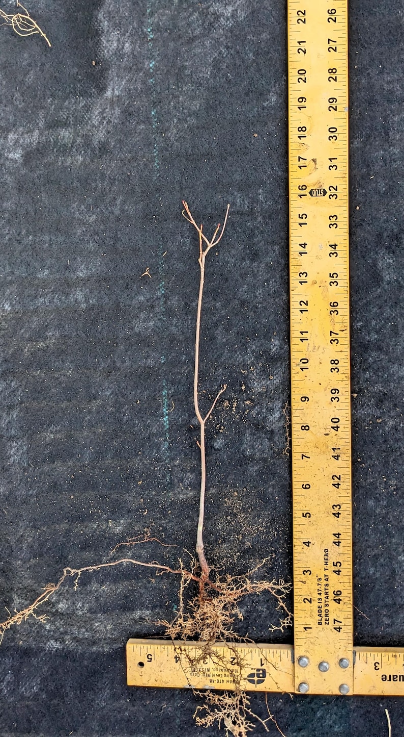 Black Oak Tree (quercus Nigra) Live Tree 1-3 Feet Tall, Bare Root ...