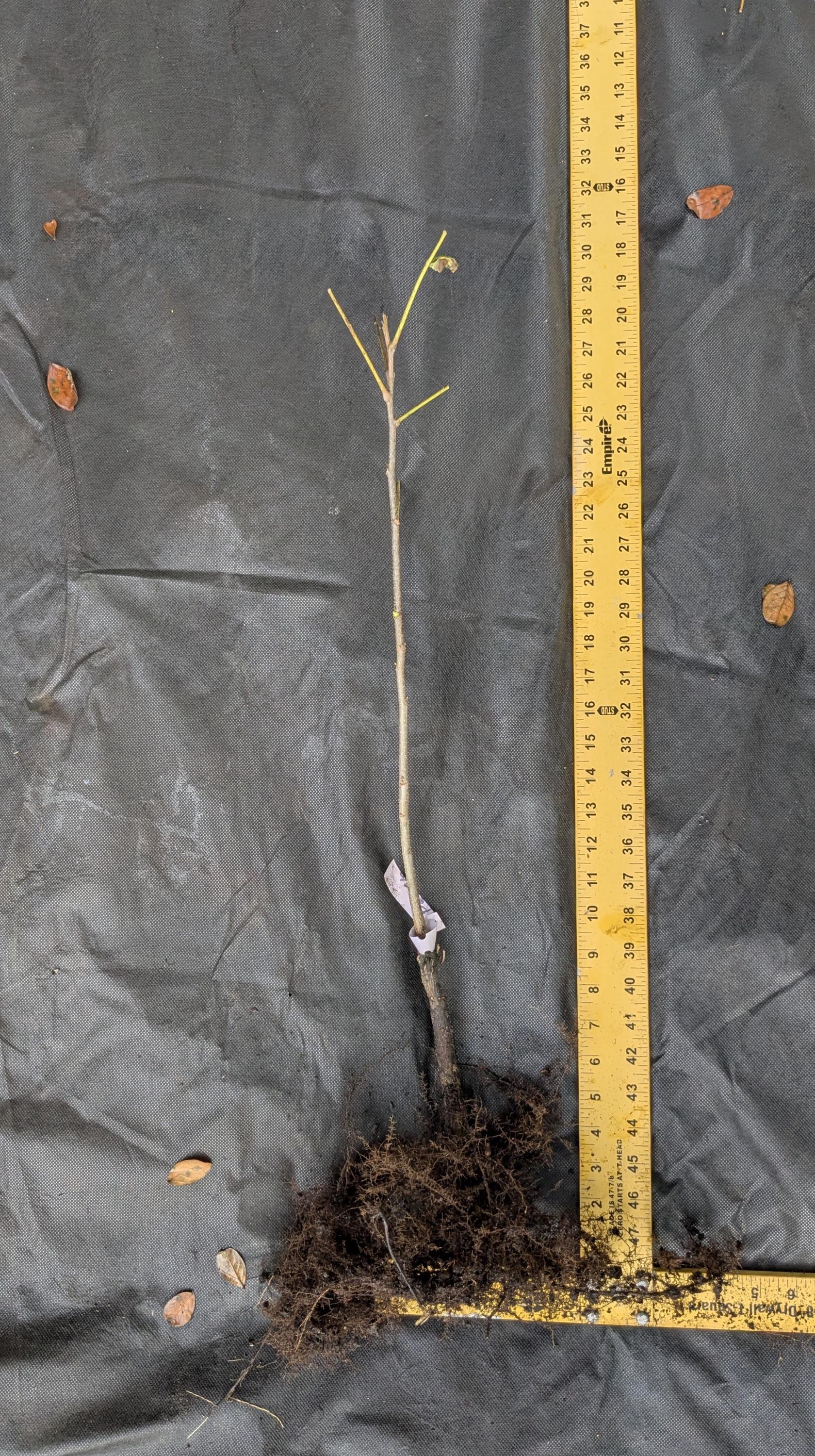 Hardy Pecan Tree (live Plant 1-2 Feet Tall, Bare Root) Large and Tasty ...