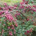 12 Seeds Beach Plum Tree (prunus Maritima) Fruit Tree - Etsy