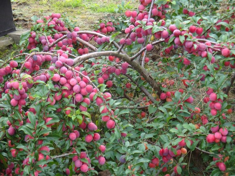 12 Seeds Beach Plum Tree (prunus Maritima) Fruit Tree - Etsy