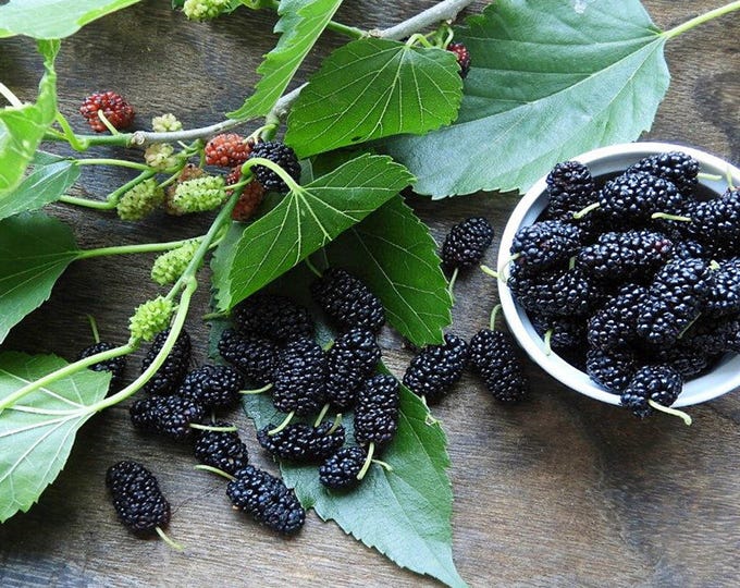 Black Mulberry Tree Delicious Easy Fast Growing Fruit Tree (2-4 Feet ...