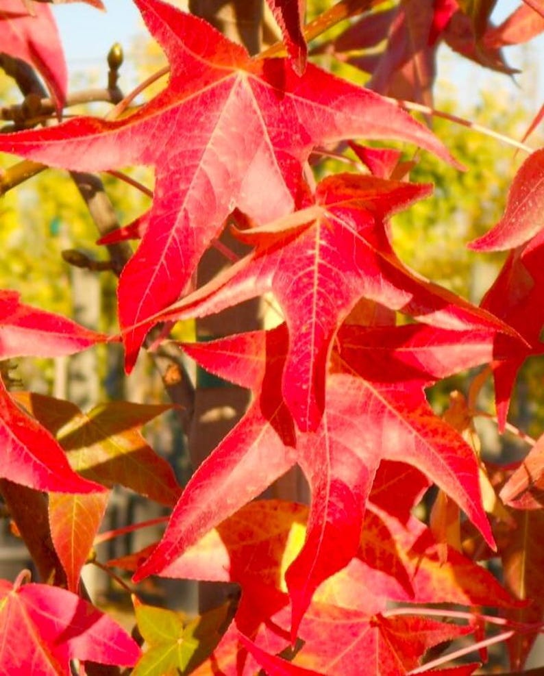 2 (two) Sweet Gum Trees (2-3 Tall, Bare Root) Liquidambar Styraciflua ...