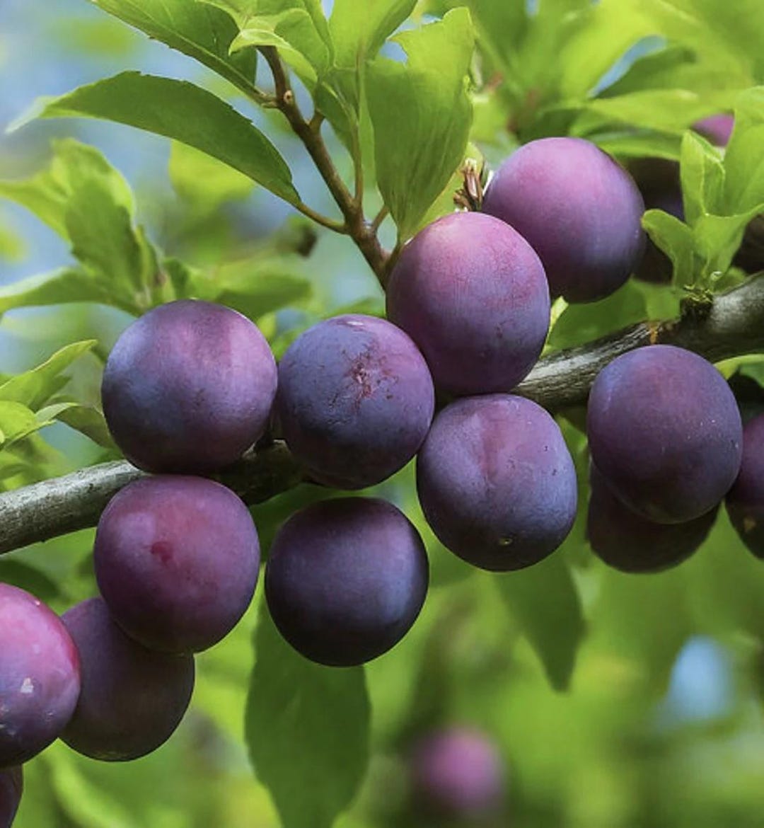 Cherry Plum Live Tree (3-4 Feet Tall, Age 3 Years, Bare Root) May Begin ...