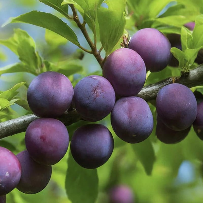 Dwarf Cherry Bare Root - Etsy