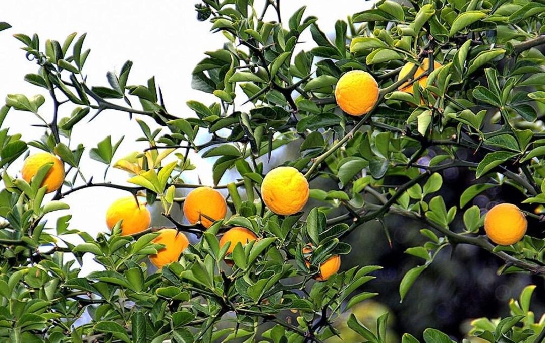2 two Hardy Orange Trees 1-2 Feet Tall, Bare Root Citrus Trifoliata ...