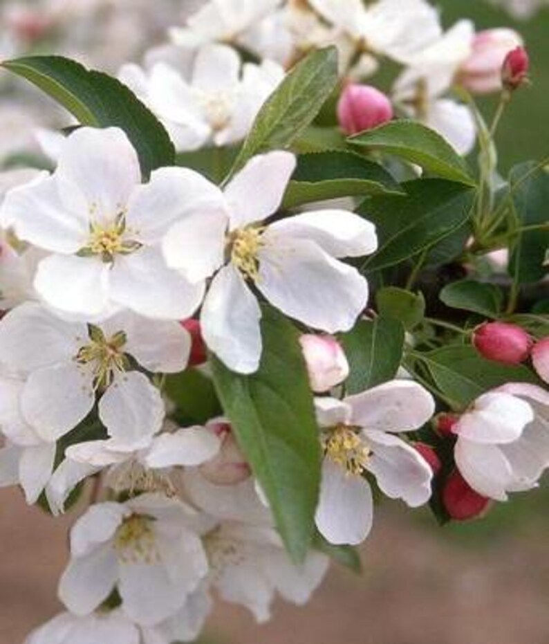 Red Crabapple Live Tree (malus Red) 3-4 Feet Tall, Bare Root - Etsy